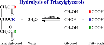 All about Chemistry: ENZIM LIPASE (STEAPSIN)