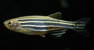 The Fish and I: Zebrafish & Glo Fish.Difference?