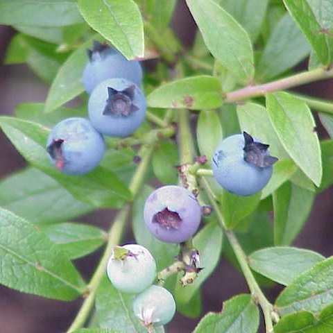 MALINALLI · herbolaria médica: ARÁNDANO AZUL, blueberry - Vaccinium ...