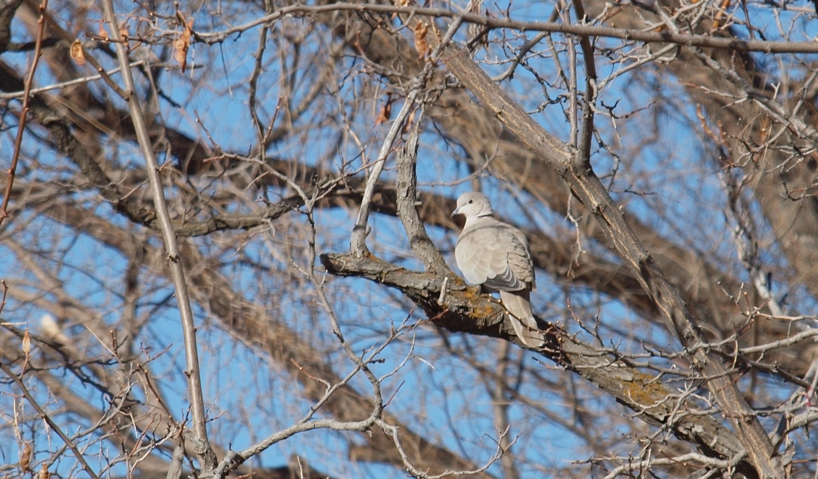 Birding Is Fun!: Eurasian Collared-dove Expansion in North America