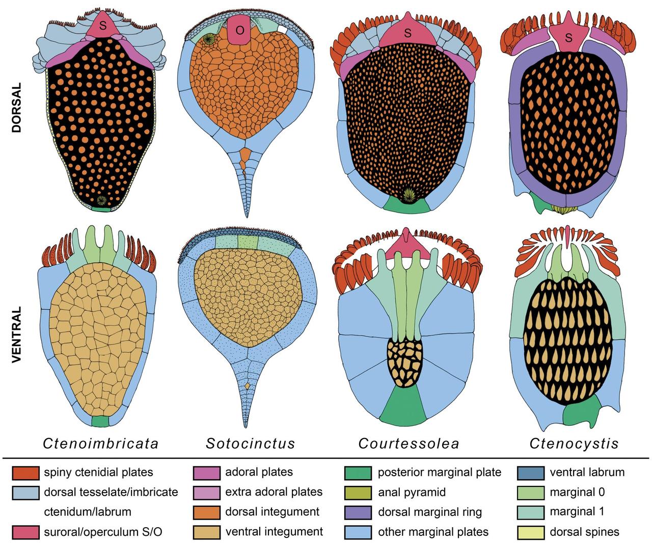 Eternal Menagerie: The early evolution of Echinoderms