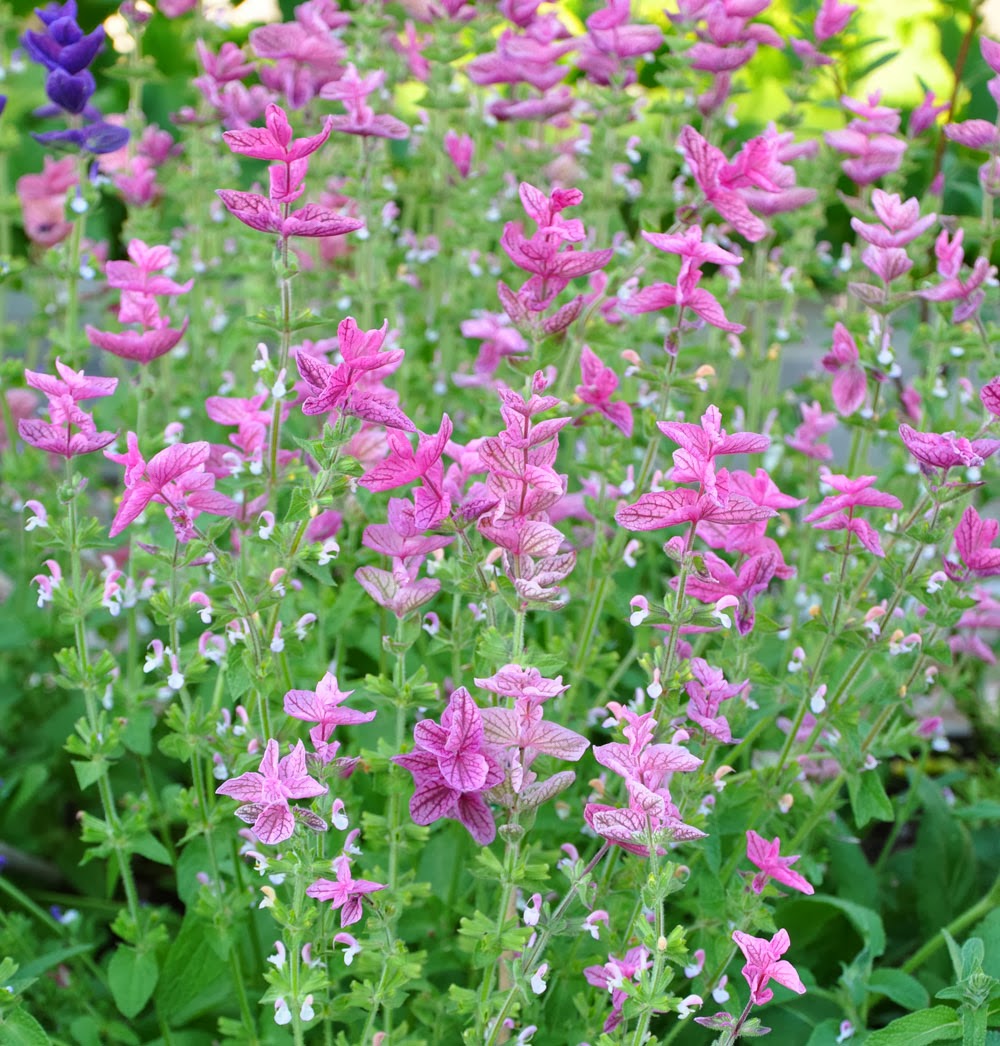 Seminte si plante de gradina hobby: Salvia viridis mix
