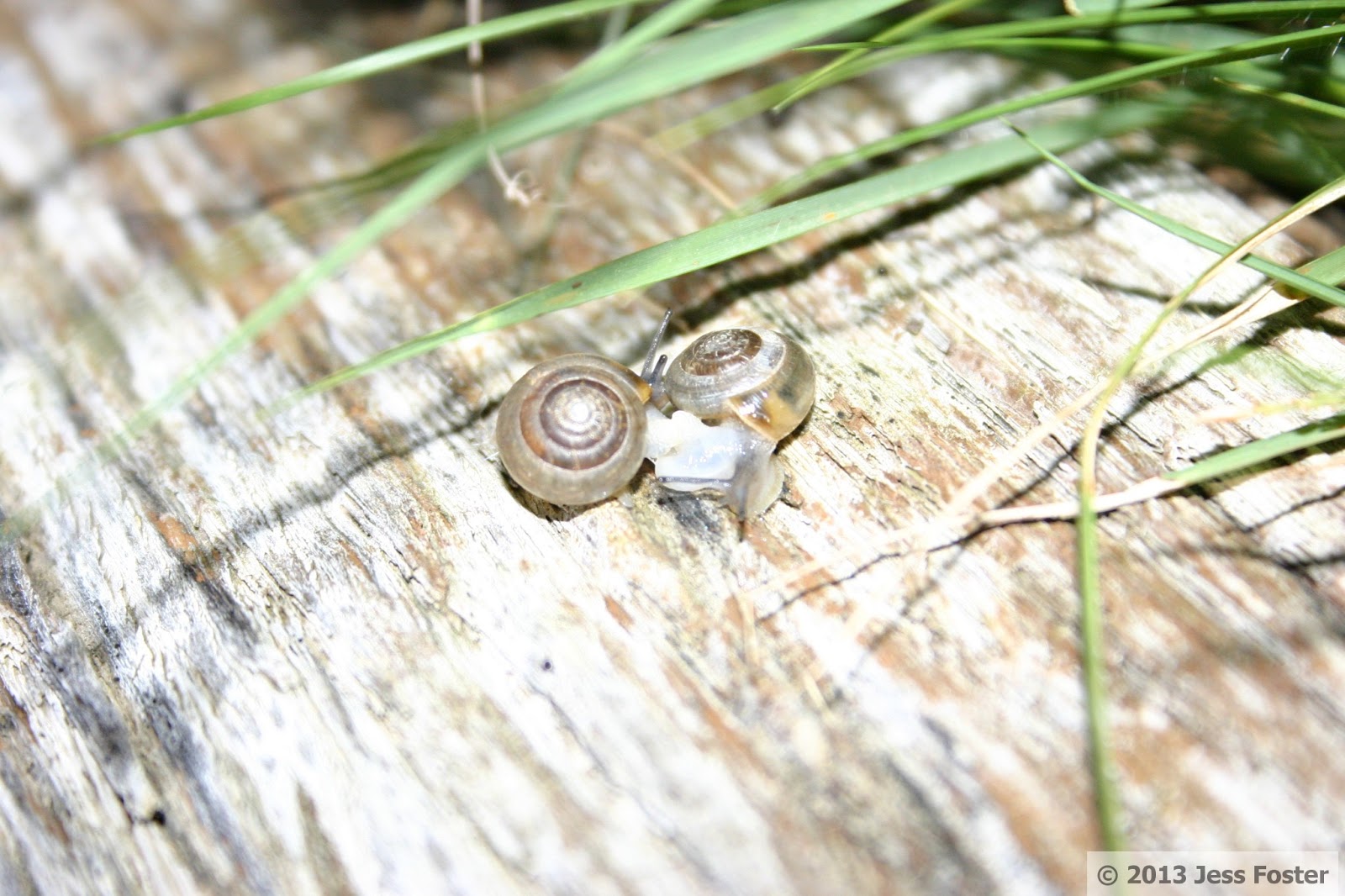 Sluggin' Along: Some Enchanted Evening: Mating Three-toothed Snails