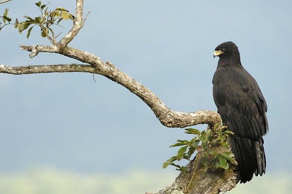 Spreebird wildlife: EAGLES OF PAKISTAN