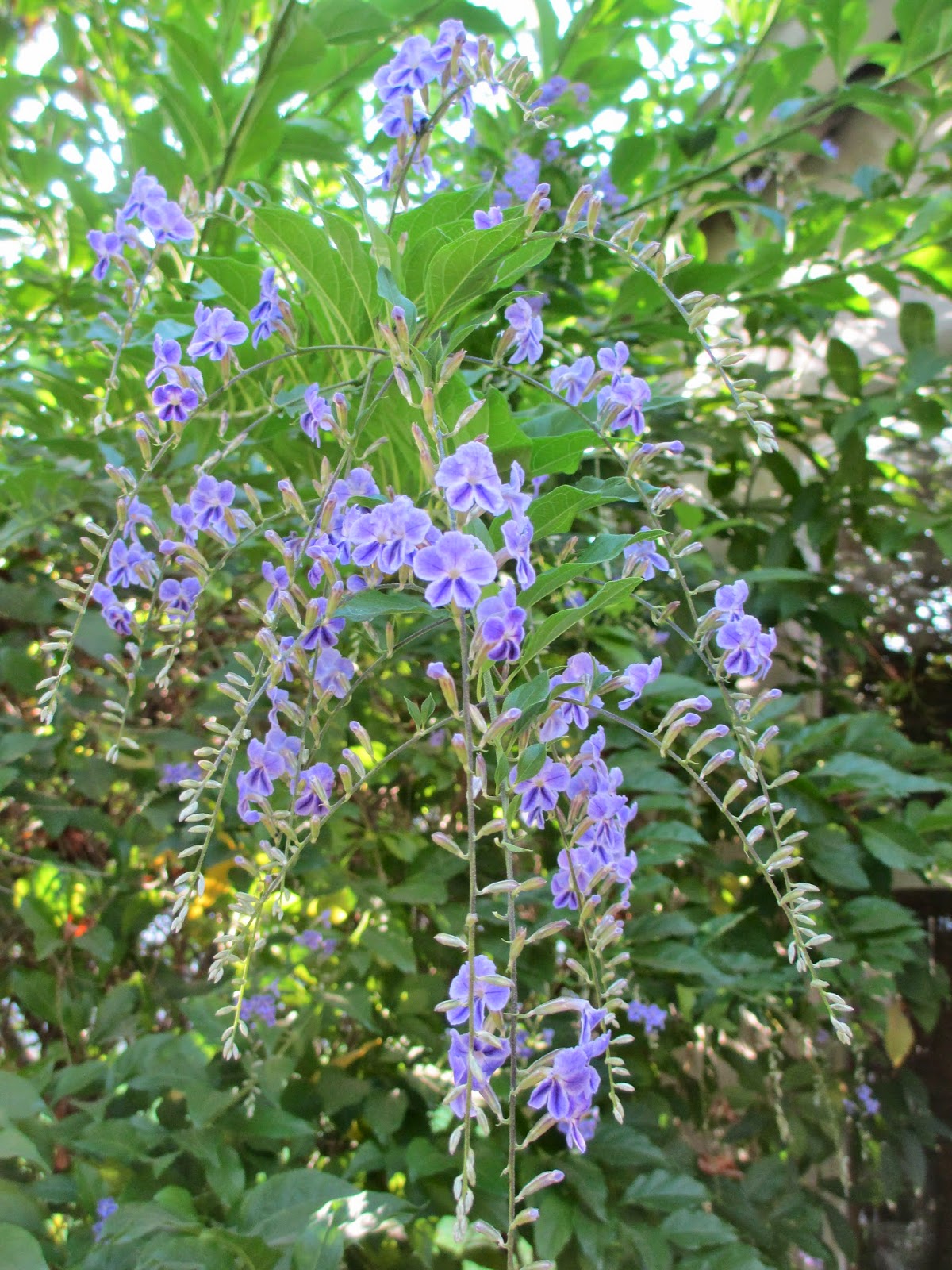 Andie's Way: Duranta erecta aka Sky Flower, Golden Dewdrop, and Pigeon ...
