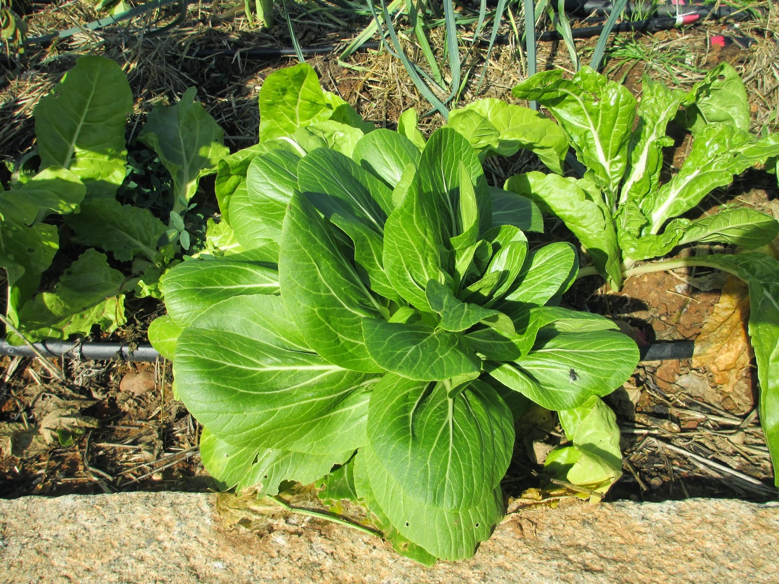 La Mar de VeRde: LACTUCA SATIVA O LECHUGA