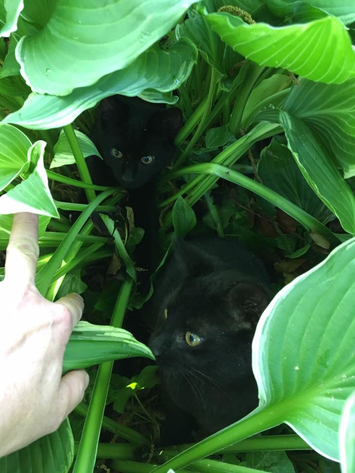 Cats in Gardens: Mammas Don't Let Your Babies Grow Up to Be Black Cats...
