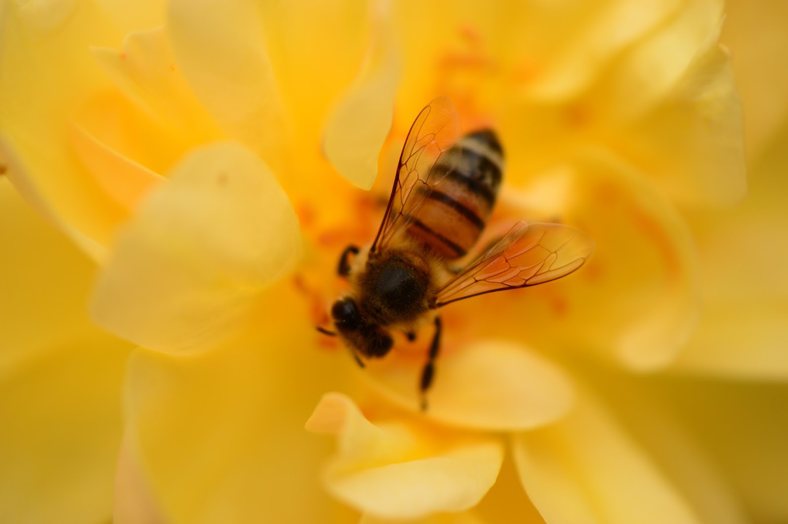 A Small, Sunny Garden: The Bee and the Rose