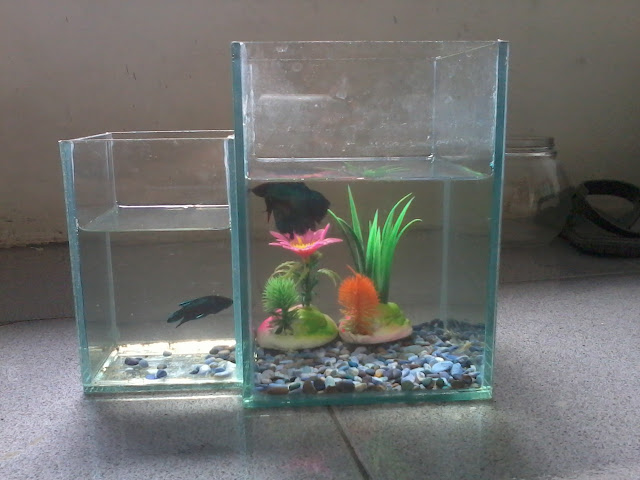 Cara Membuat Model Aquarium Ikan Hias Cupang - Nirwana Nusantara