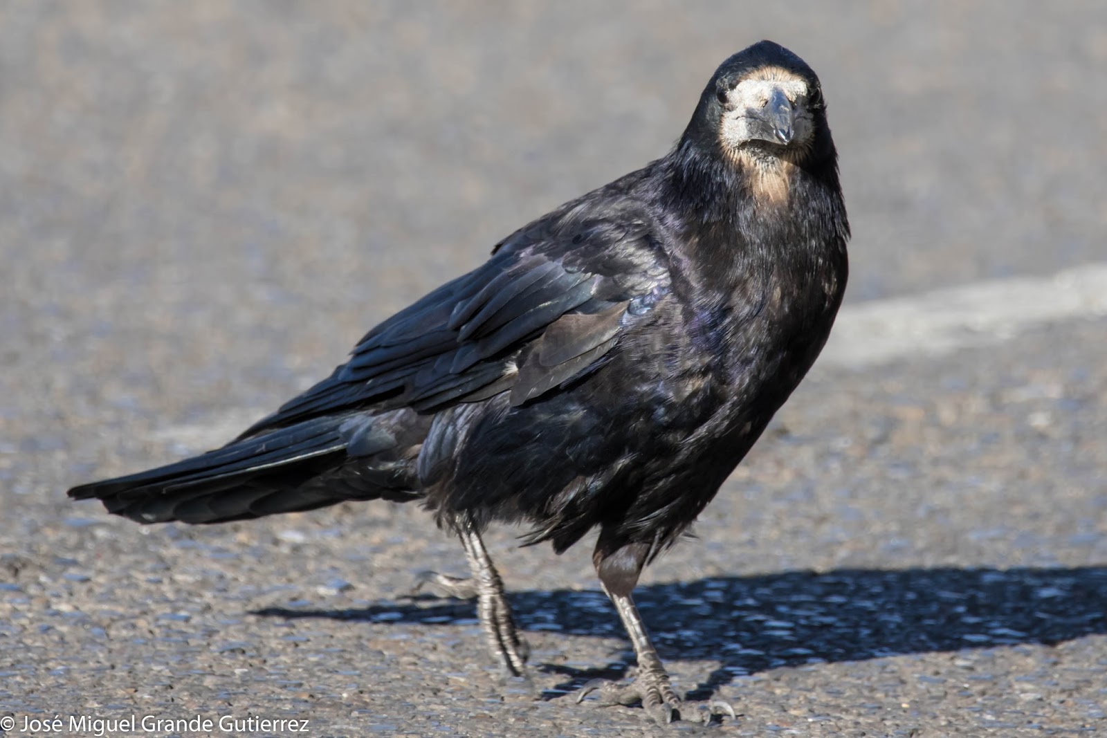 AVECEDARIO2016-UN MUNDO MARAVILLOSO: Graja (Corvus frugilegus)-Rook ...
