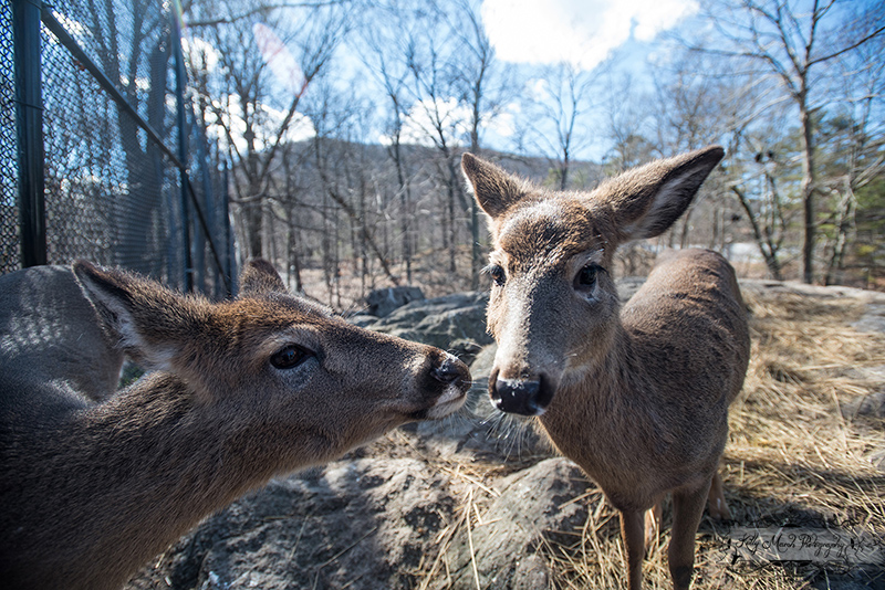 Mish~*~Mosh~*~Marsh: Bear Mountain State Park Trailside Museums and Zoos