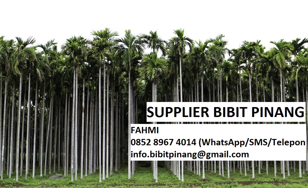 BIBIT PINANG YANG BAGUS