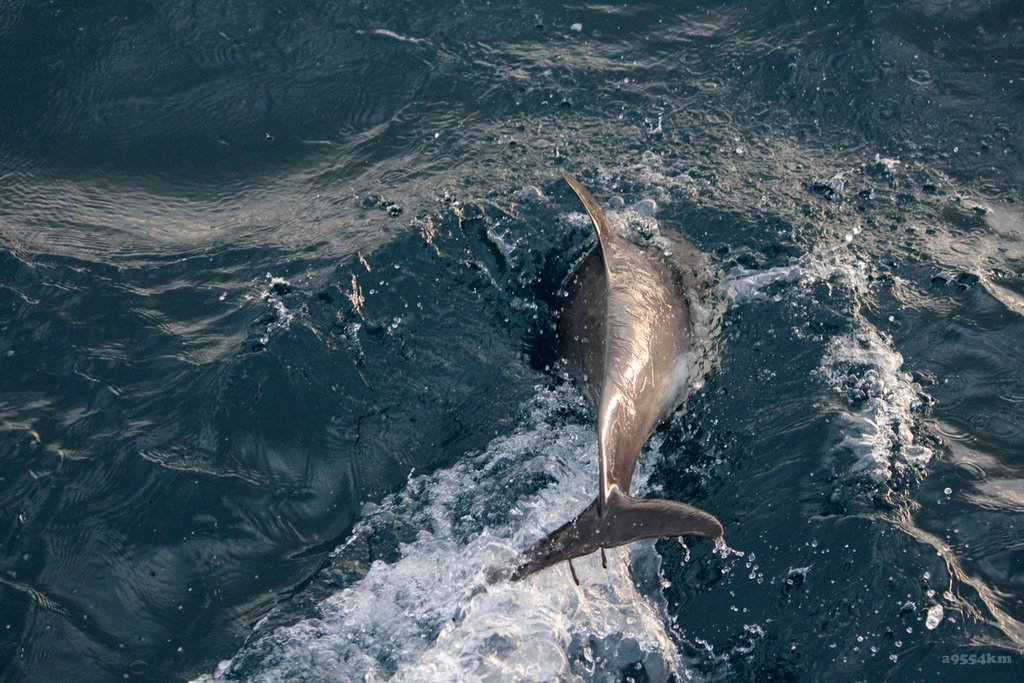 a9554km: experiències de dos Catalans a California: Dofins a Newport Beach