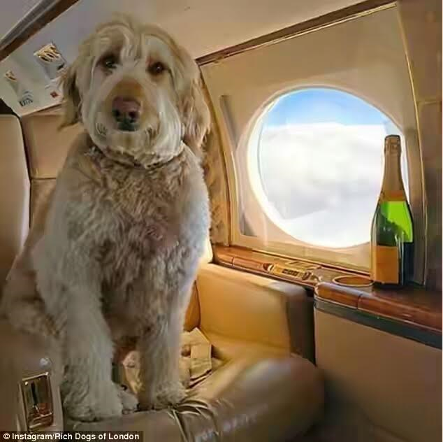 The rich dogs of Instagram live a life that will make the average human ...