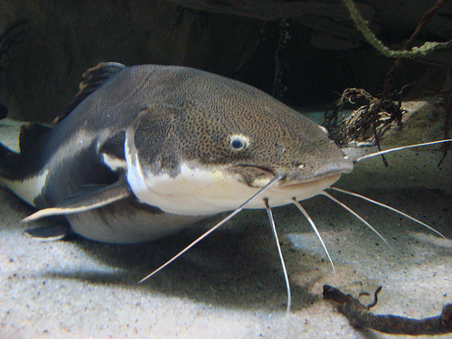 Behind the French Menu: Silure or Silure Glane - Catfish on French ...