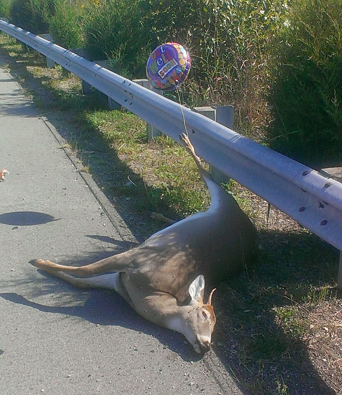 Get Well Soon Roadkill