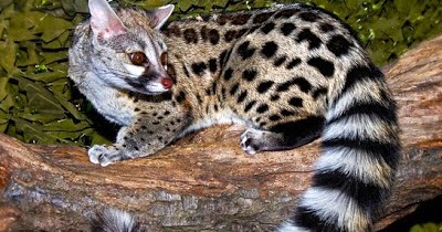 Mamíferos y marsupiales mammals of the earth: Jineta de grandes manchas ...