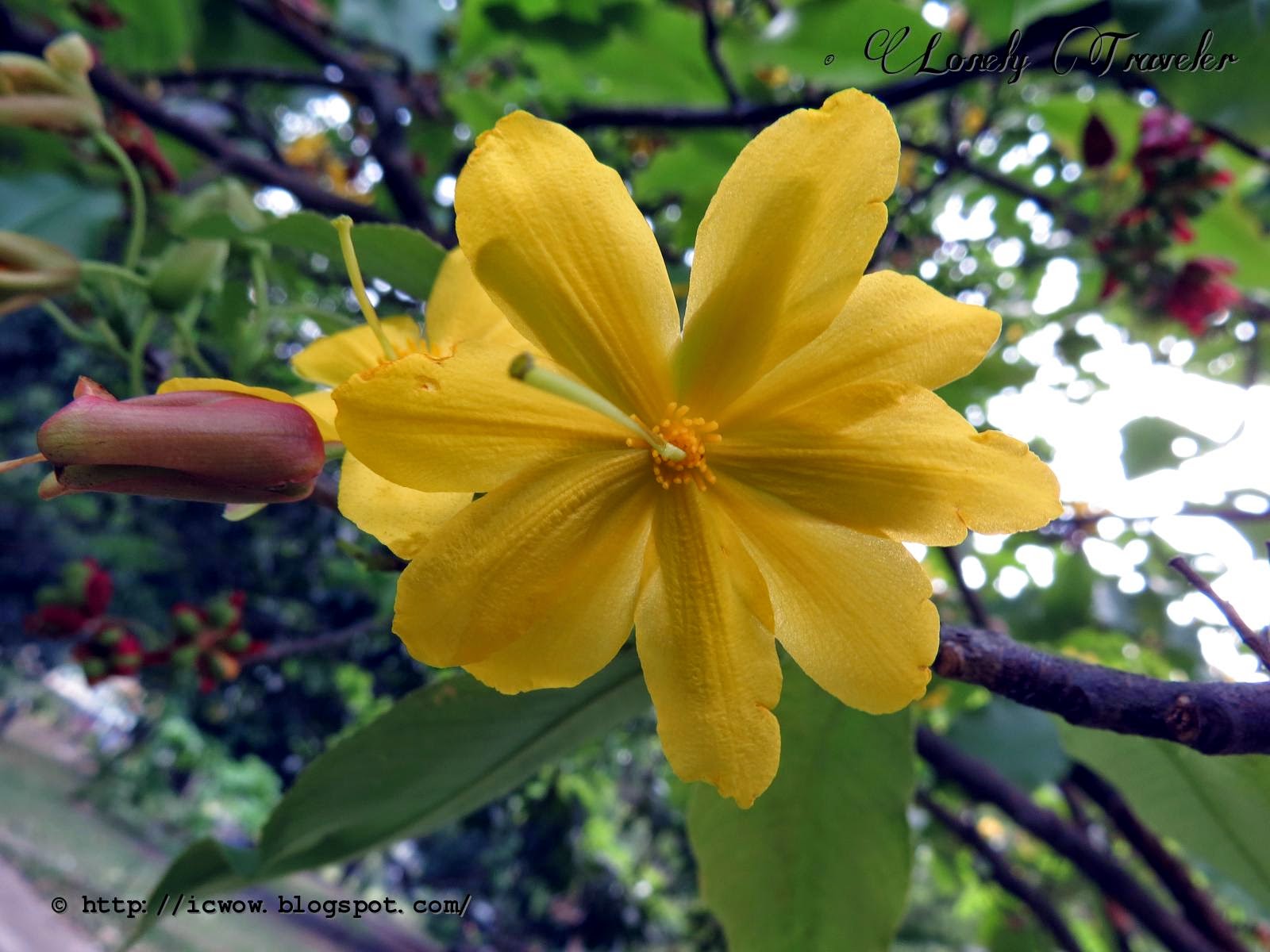 Konok Chapa - Ochna squarrosa