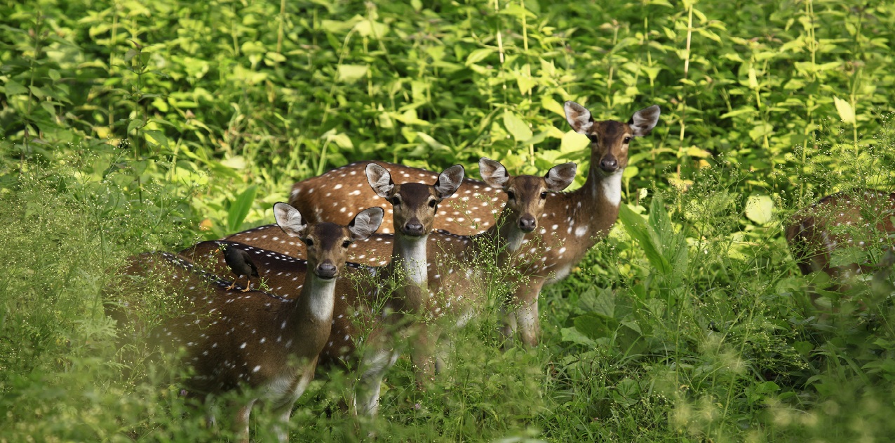 Mon voyage en Inde: Funa et la flore en Inde