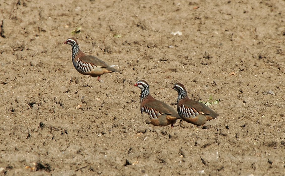 TERRITORIO NATURAL: perdices solares