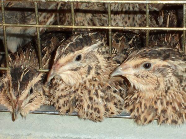 medicina veterinaria: Coturnicultura, Cria, y explotacion de la Codorniz