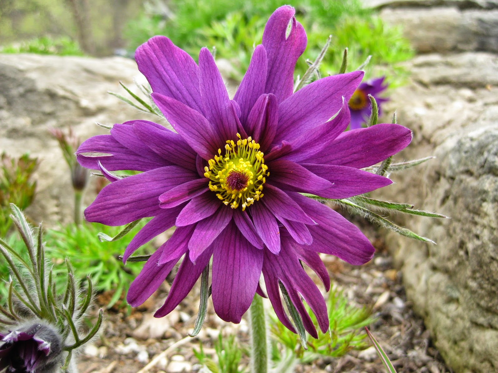 The Amazing Pasque Flower | Rotary Botanical Gardens