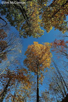 Ohio Birds and Biodiversity: Photography Workshop: September 23-25