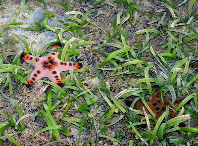 Real Monstrosities: Chocolate Chip Starfish