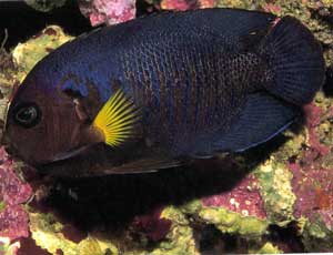 D' Ocean Aquarium: Ikan Angel (Angelfish)