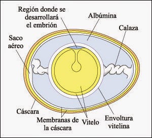 EMBRIOLOGÍA: Estructura del óvulo
