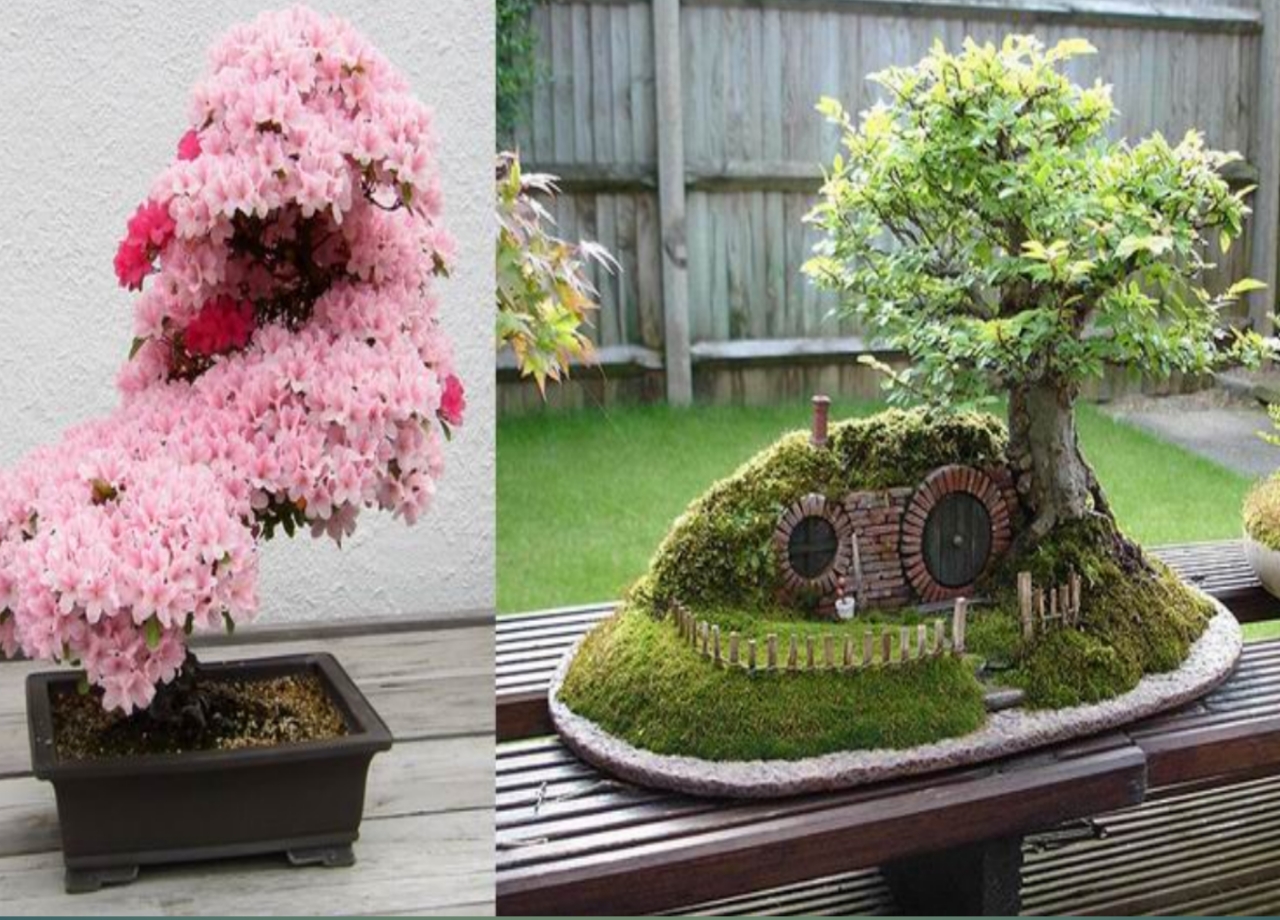 Deretan Pohon Bonsai Jepang yang mengagumkan - Payana Dewa