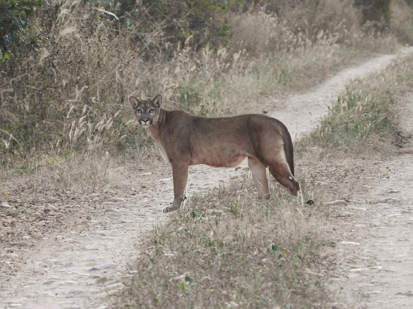 Nick's Adventures Bolivia Tours: Amazing animals of Bolivia and where ...