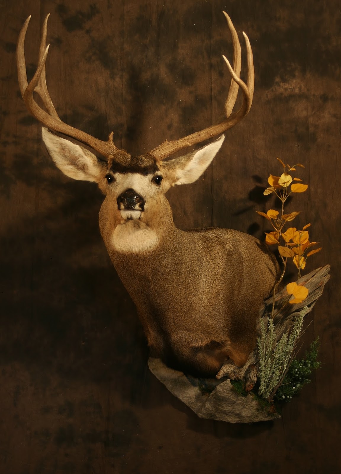 Taxidermy by Josh Hunt: Mule Deer