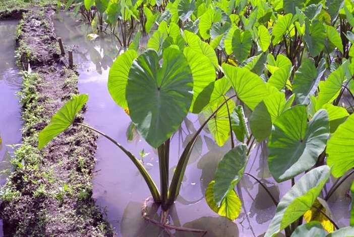 Babasiga: Canoe plants