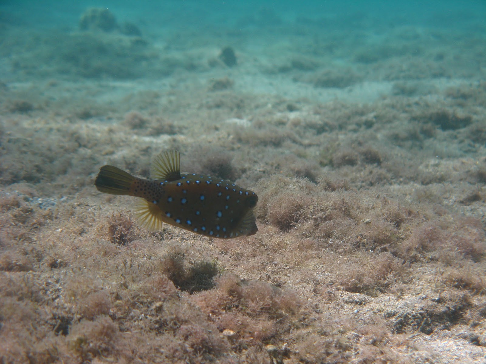 Lagons de la Réunion et ses poissons tropicaux: 2012 04 01 Lagon Saint ...