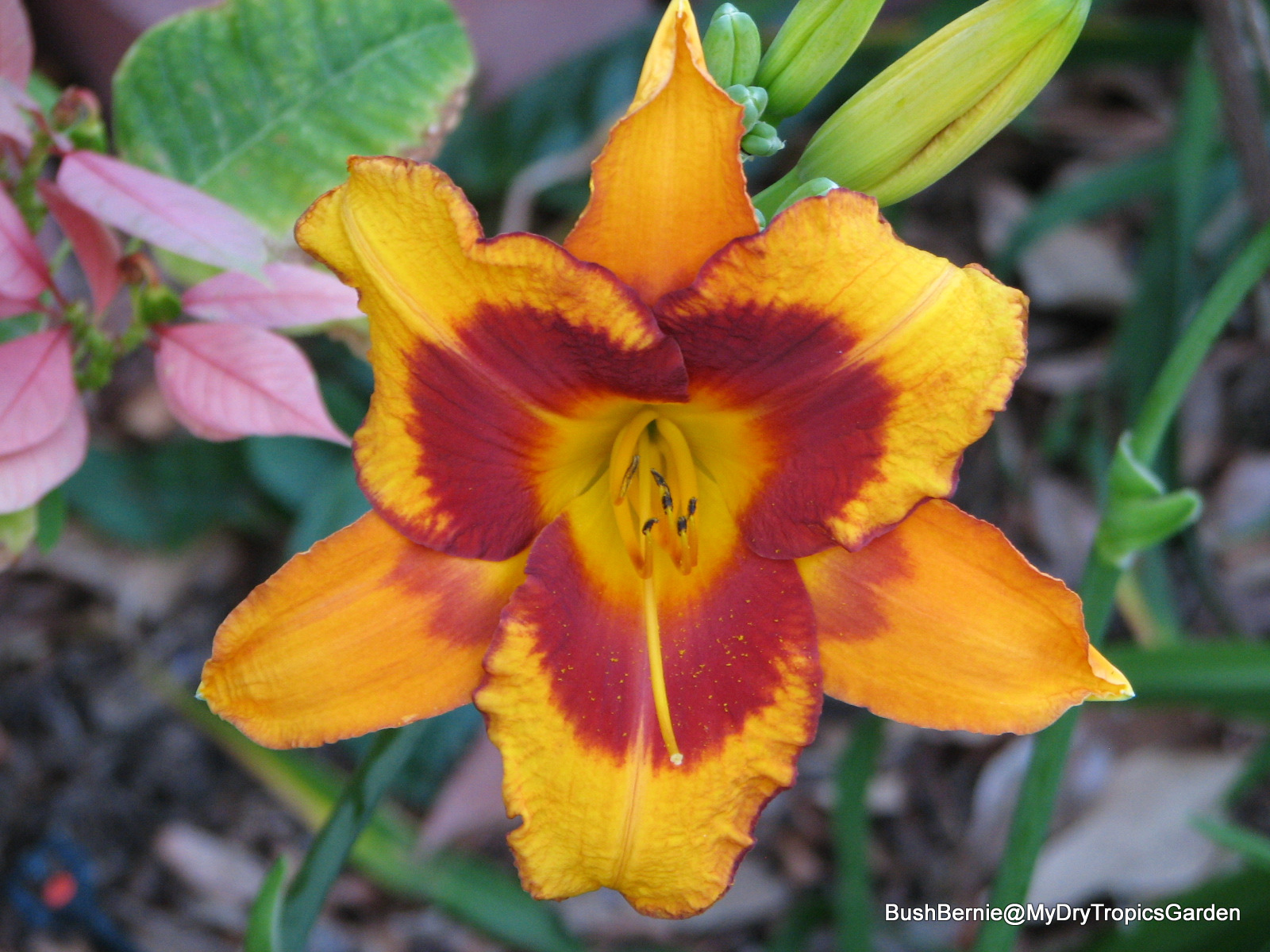 Bush Bernie's Blog: Friday Flower Flaunt ... On This First Friday of ...