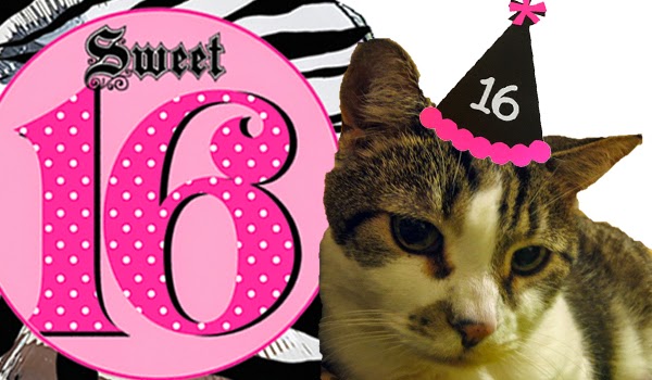 It's all about the cats!: Happy sweet 16th birthday, Tucker!