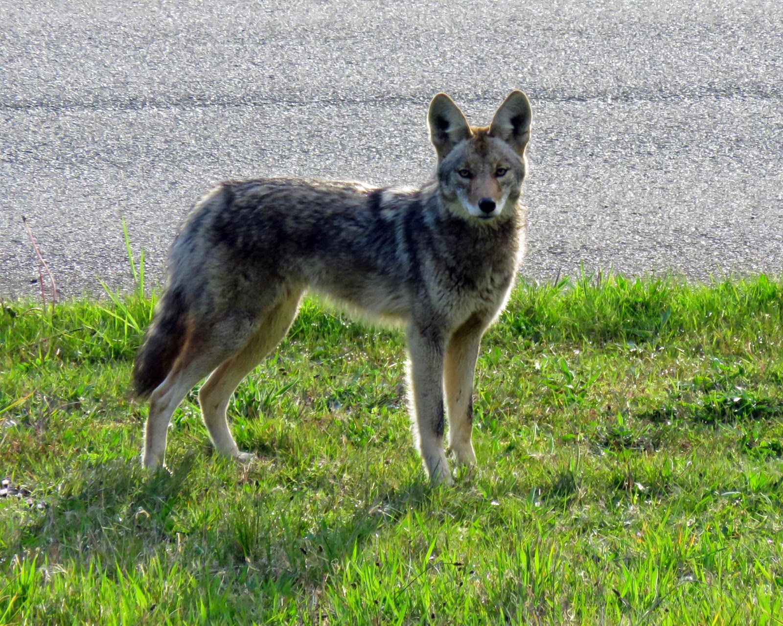 The Daily Rant: A Wiley Coyote