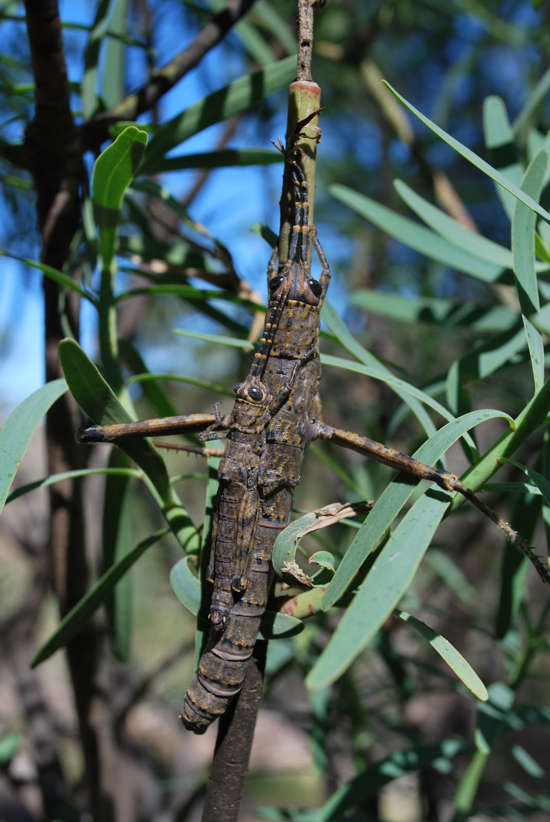 Cigarrón palo, para gustos sabores