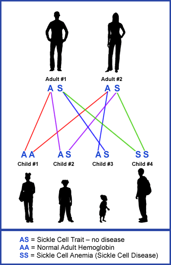 Dentistry and Medicine: Sickle cell anaemia
