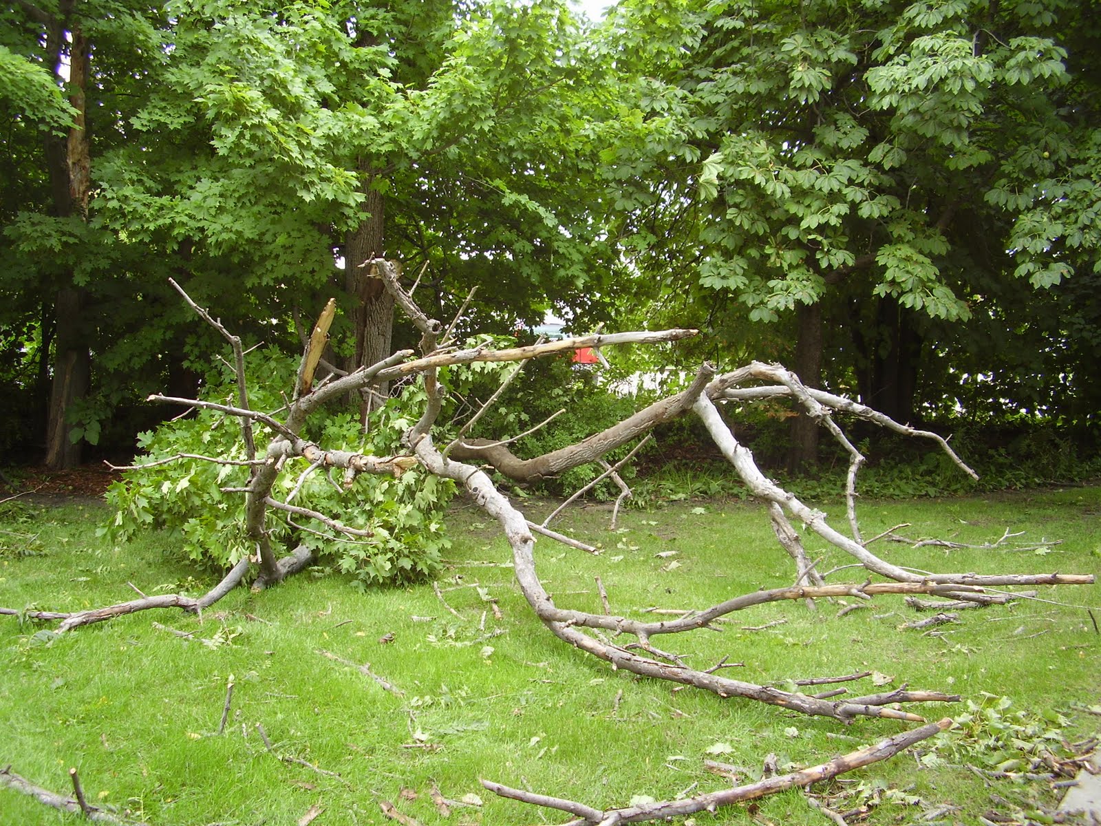Life In Michigan: A tree fell in the woods and it made a whooshing noise