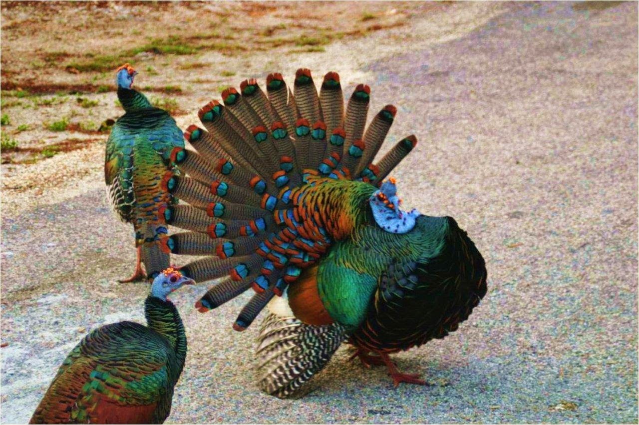 GUAJOLOTE OCELADO O PAVO DEL PETÉN