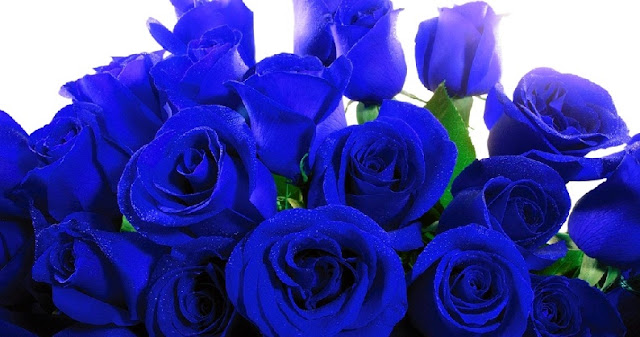 Mengenal Bunga Mawar Biru ~ Semua Tentang Bunga