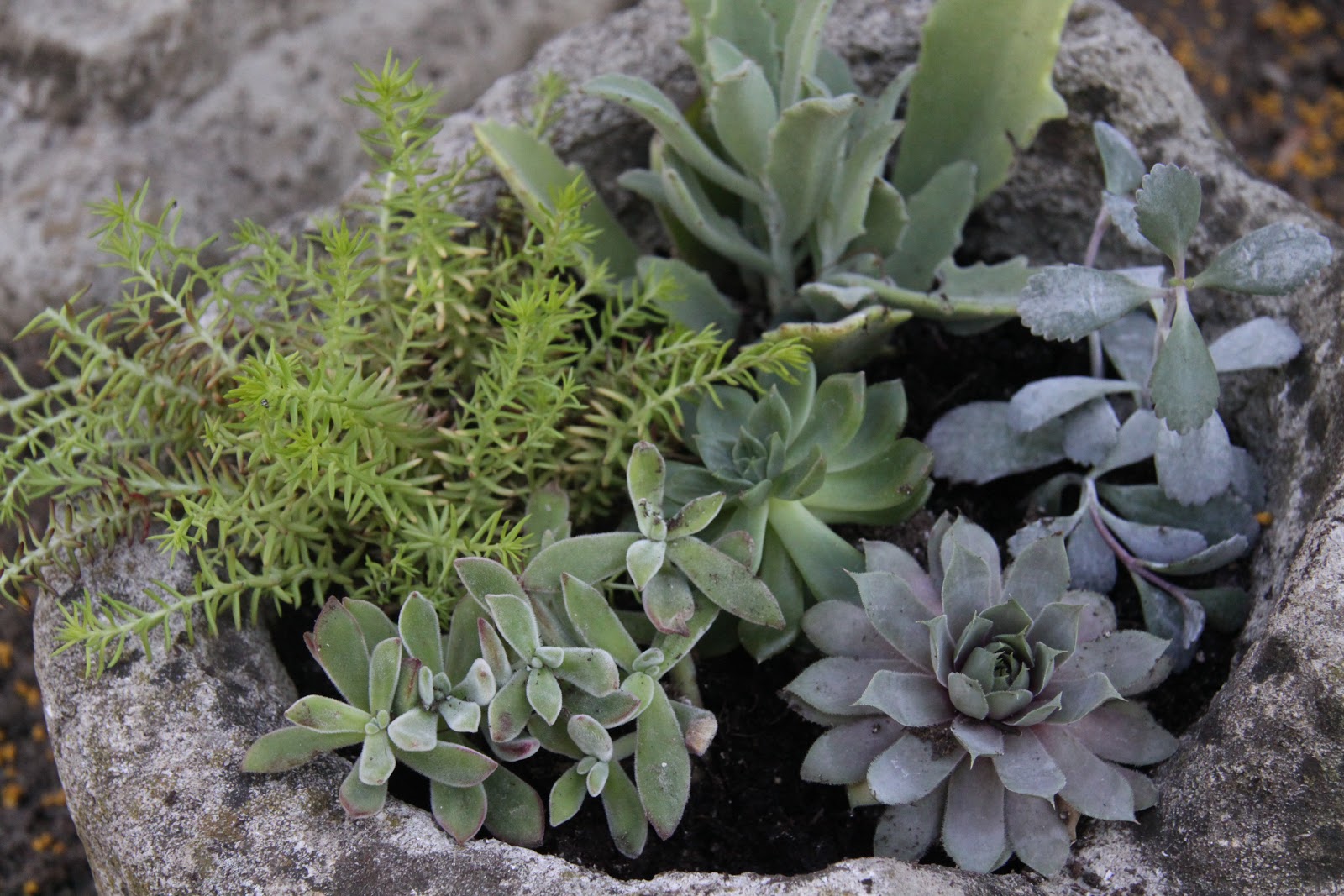 lisa gammel maas: in clover: Suffering and Succulents