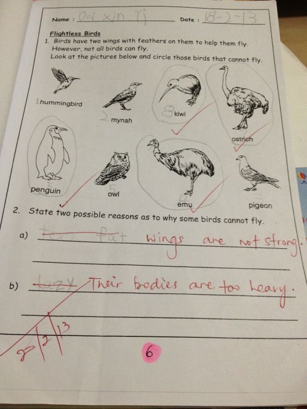 Xin Yi's Page: Why some birds cannot fly?