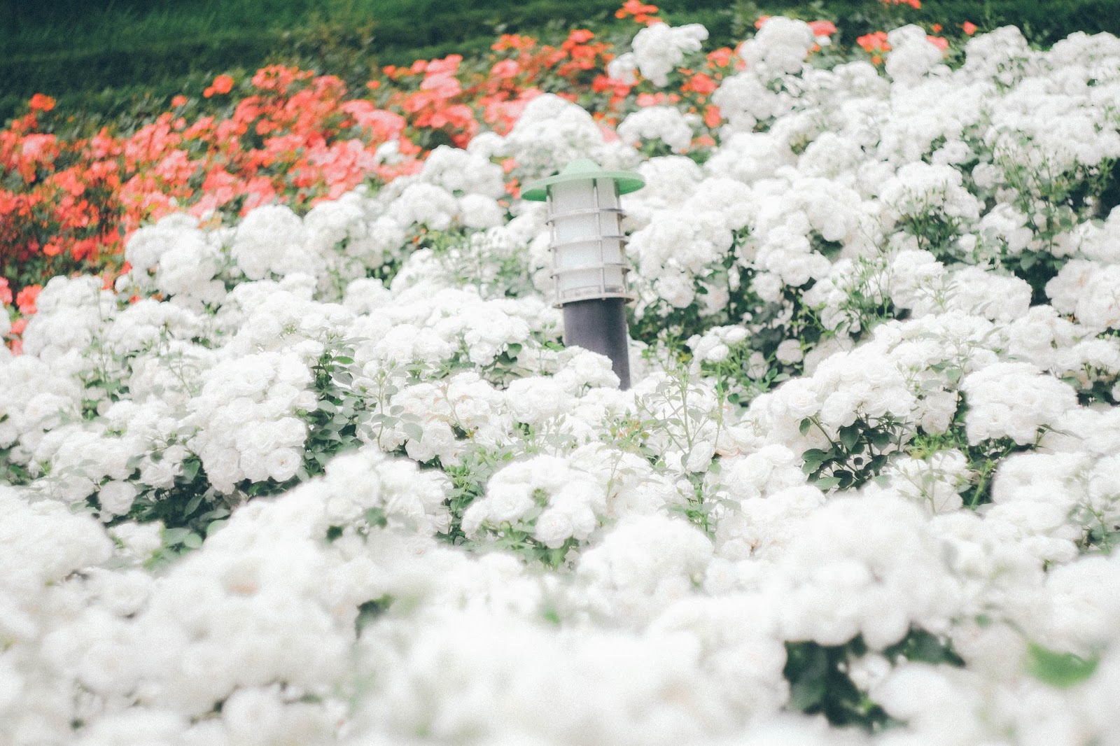 Bucheon Dodang Mountain One Million Rose Garden - 부천 도당산 백만송이 장미원 ...
