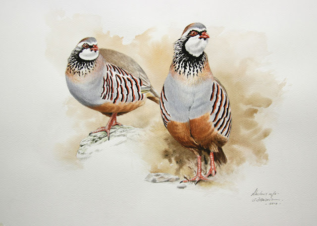 Arturo de Miguel - Wildlife Art: Perdices rojas.