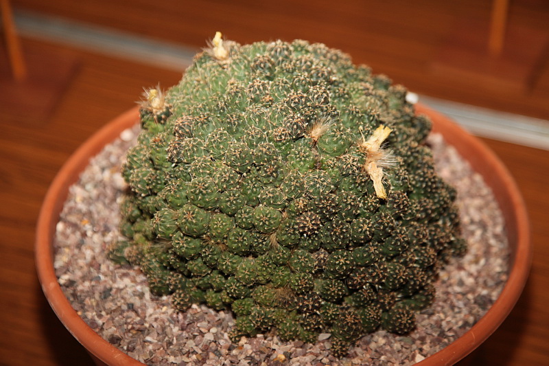 Puna subterranea care and culture | Travaldo's blog