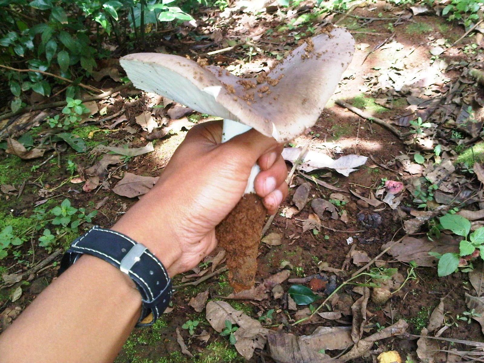 Jamur barat atau Suung | MY PUNCAK SIMUN