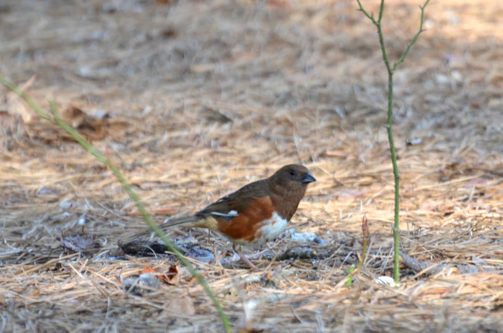 Urban Wildlife Guide: Eastern Towhee